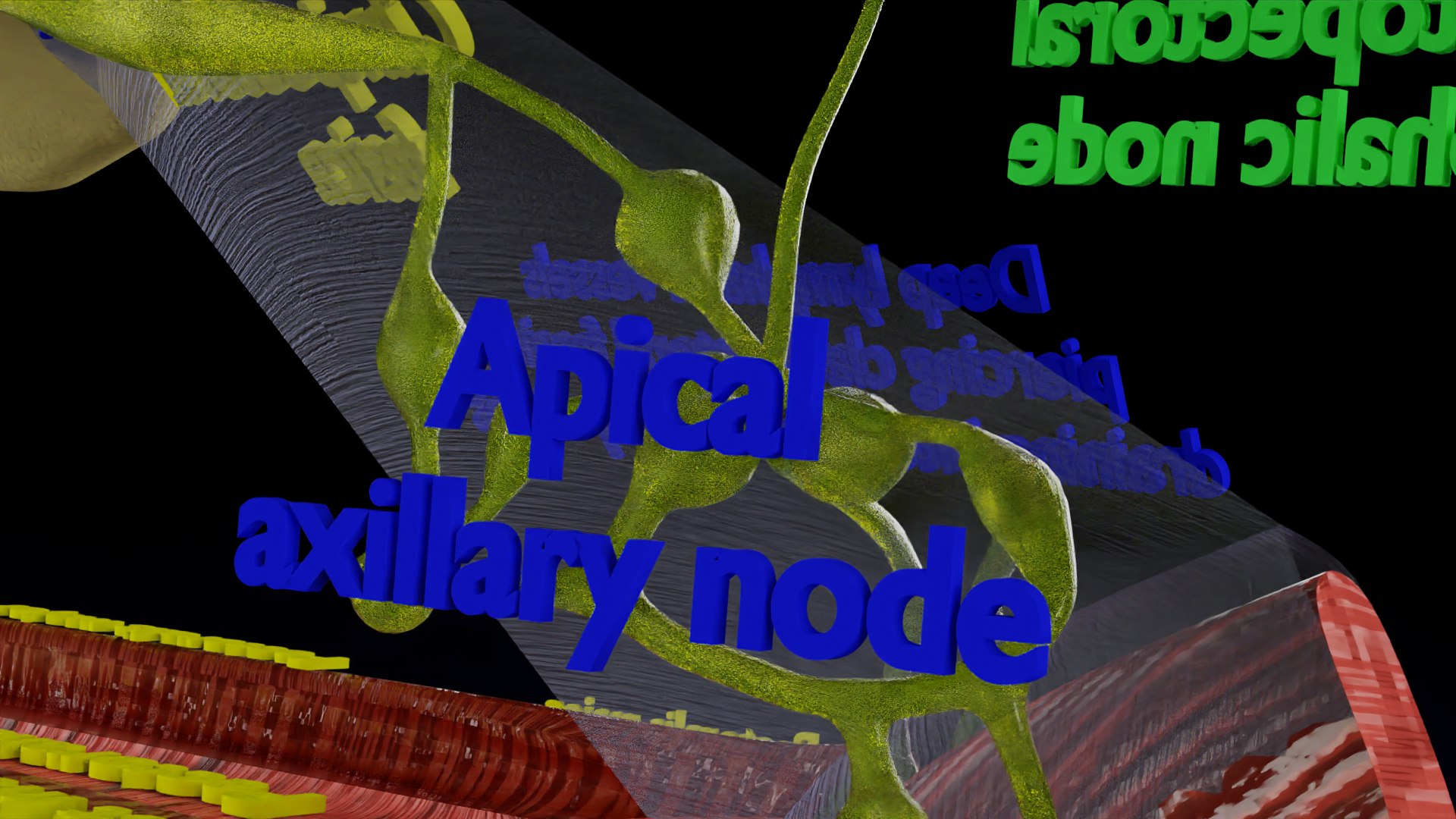 Breast lymphatic drainage precise scale labelledatomy histology 3D ...