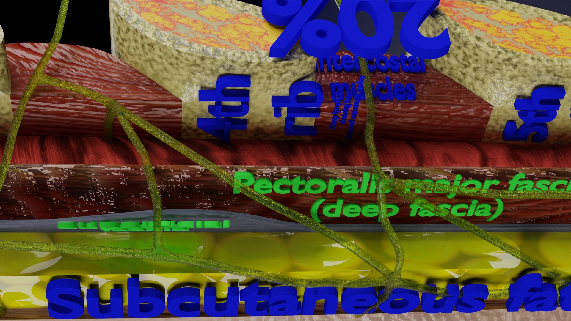 Breast lymphatic drainage precise scale labelledatomy histology 3D ...