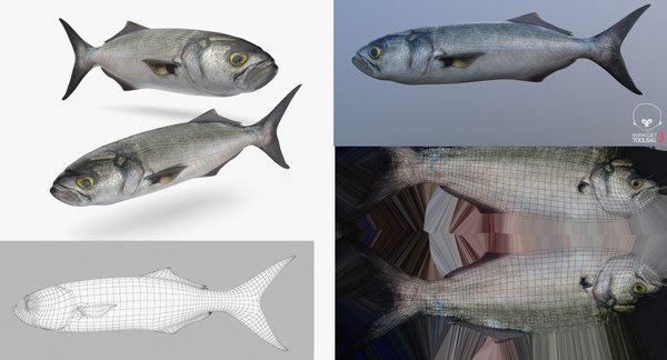 물고기 컬렉션 03 3D 모델 - TurboSquid 1309581