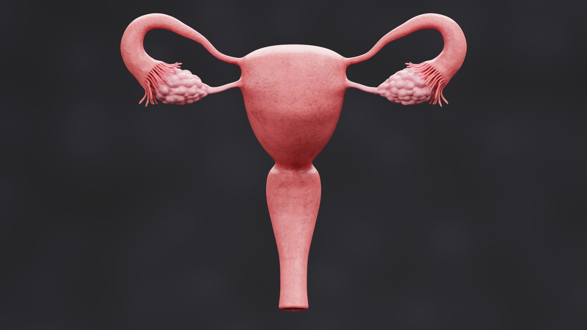 Female Reproductive 3D Model - TurboSquid 2388996