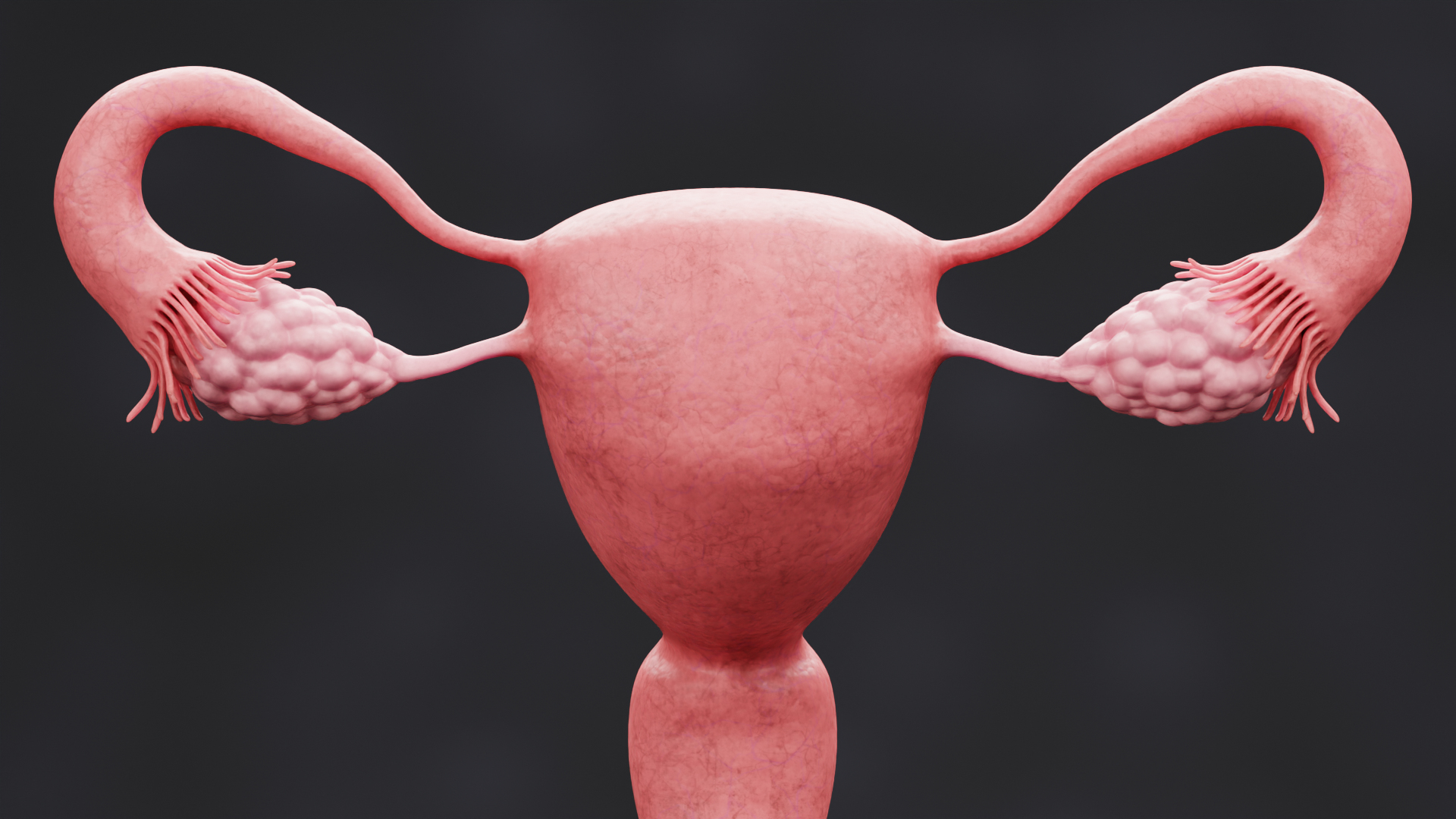 Female Repruductive System 3D model - TurboSquid 1775996