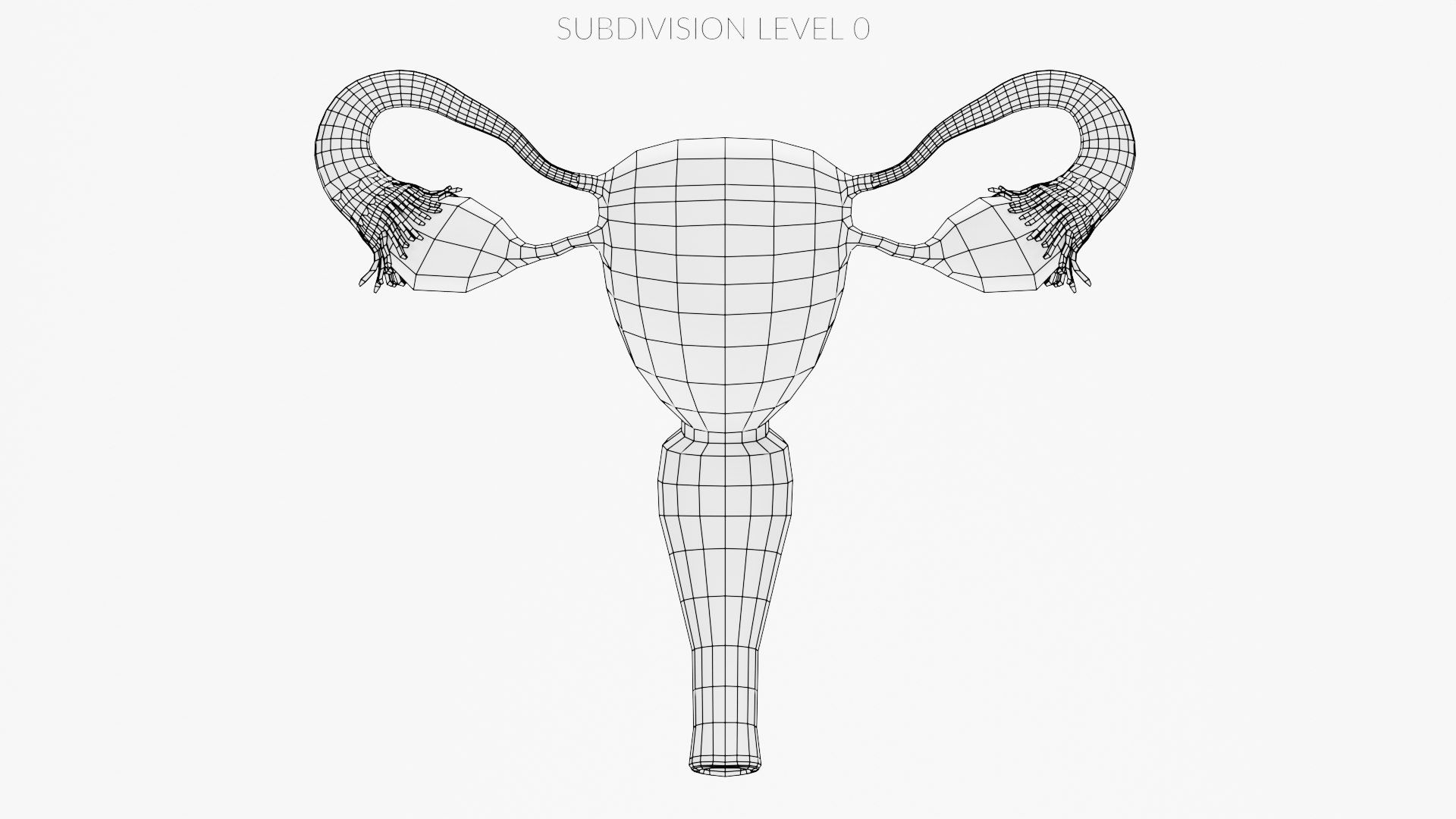 Female Repruductive System 3D Model - TurboSquid 1775996