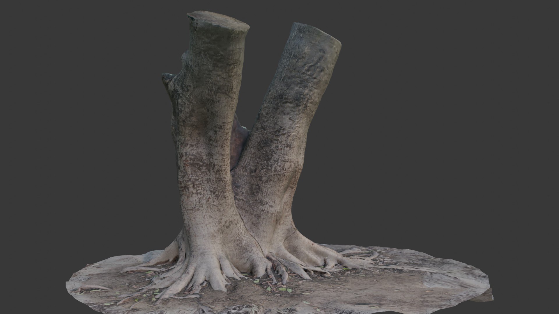 3D Tree Trunk With Exposed Roots 3D Scan - TurboSquid 2395581