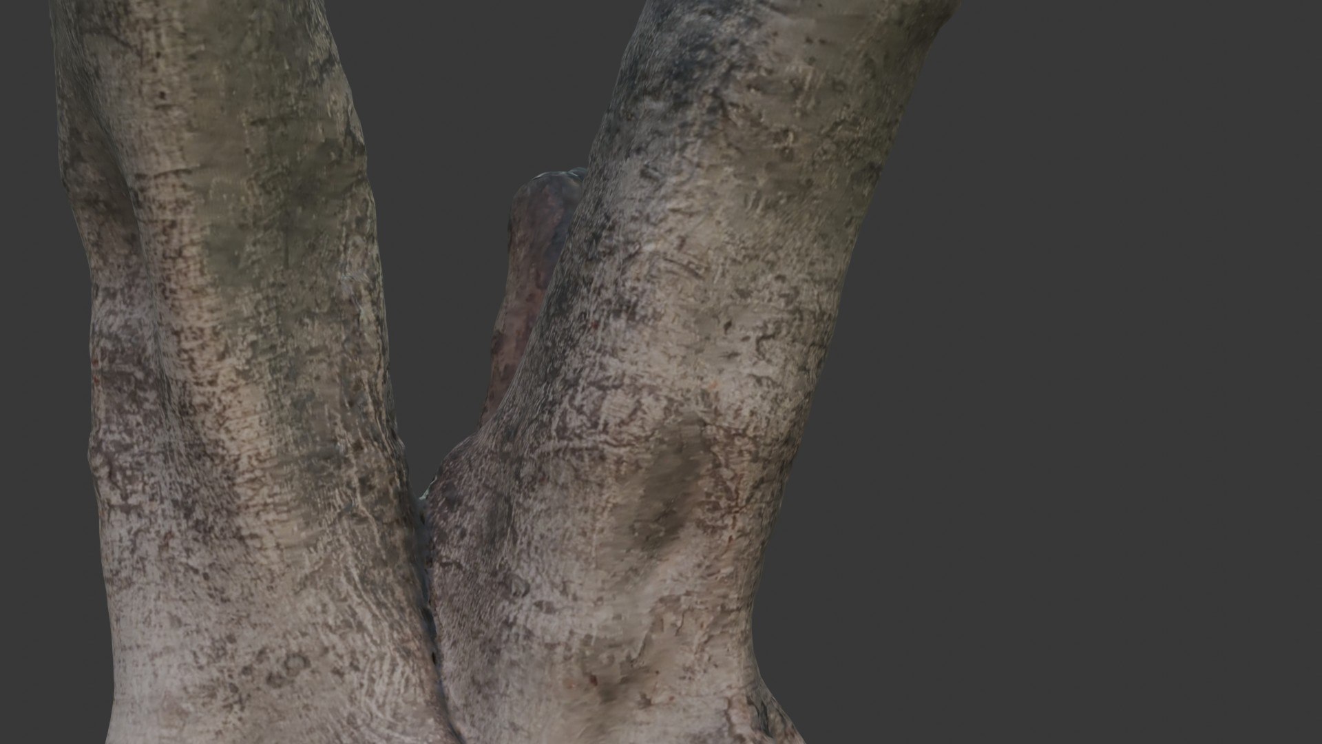 3D Tree Trunk With Exposed Roots 3D Scan - TurboSquid 2395581