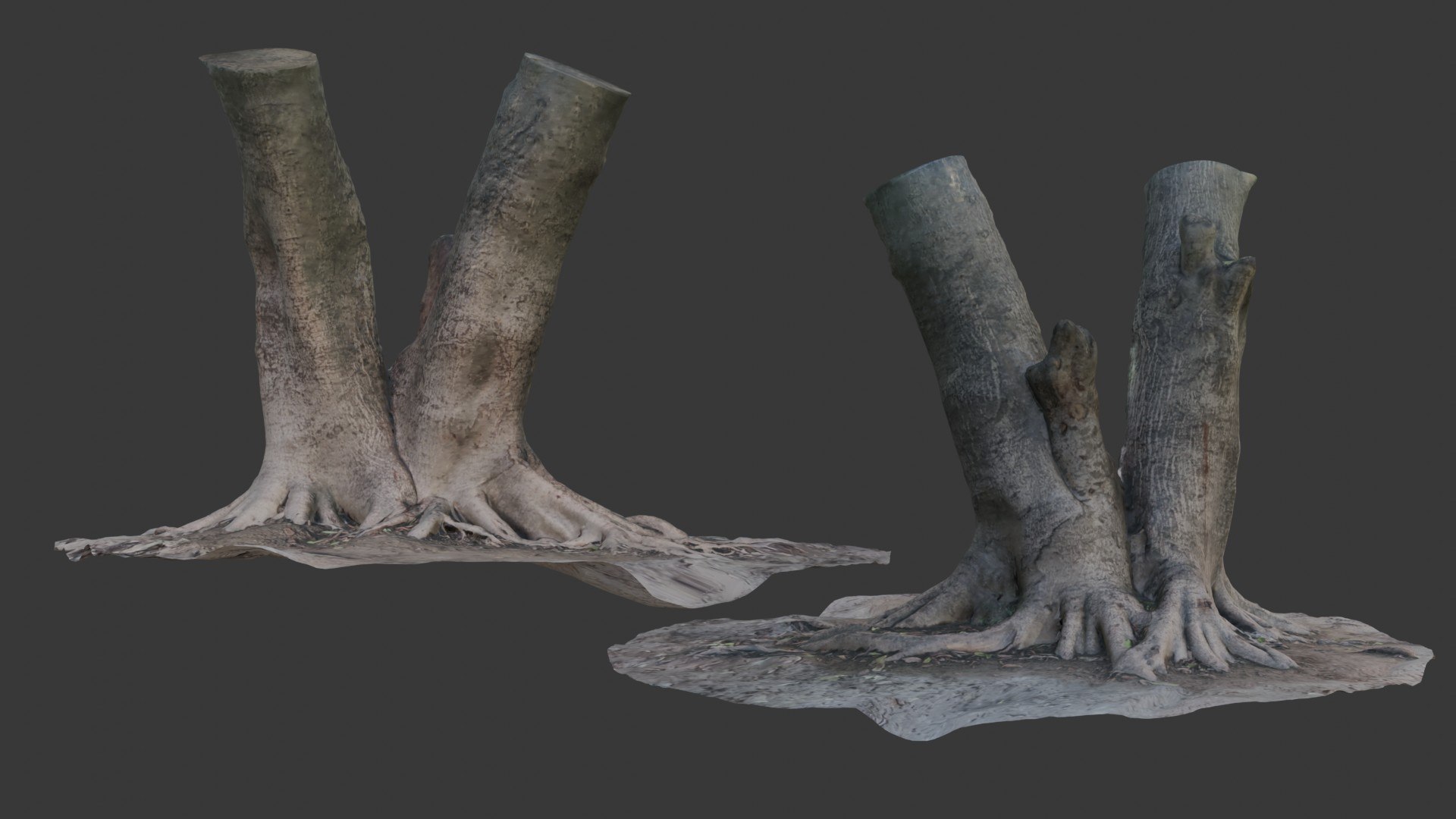 3D Tree Trunk With Exposed Roots 3D Scan - TurboSquid 2395581