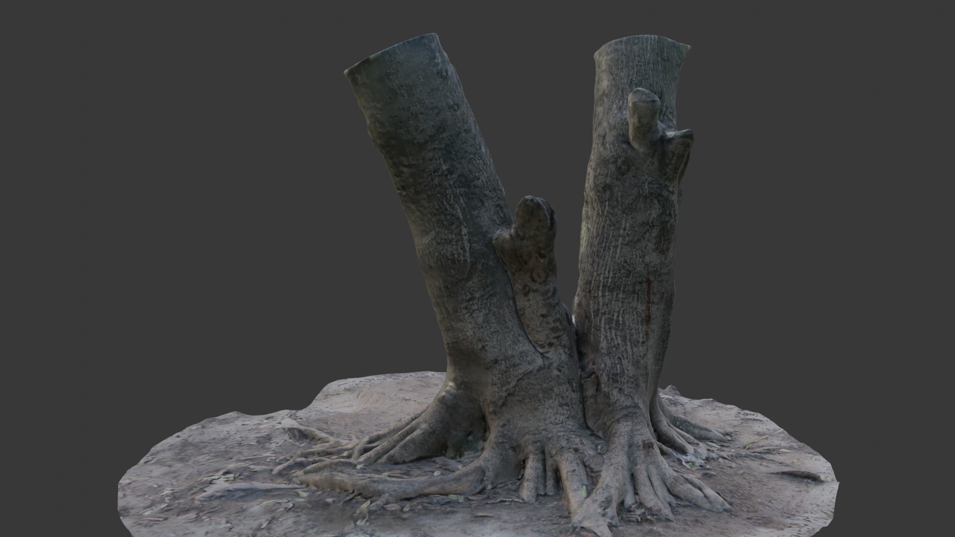 3D Tree Trunk With Exposed Roots 3D Scan - TurboSquid 2395581