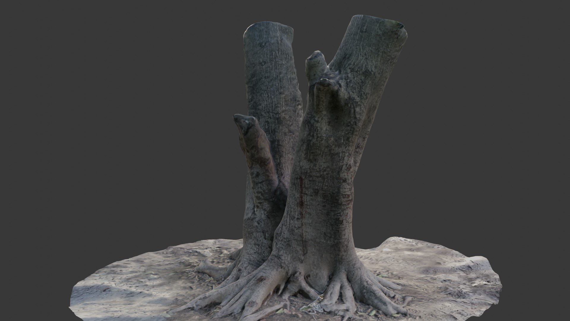 3D Tree Trunk With Exposed Roots 3D Scan - TurboSquid 2395581