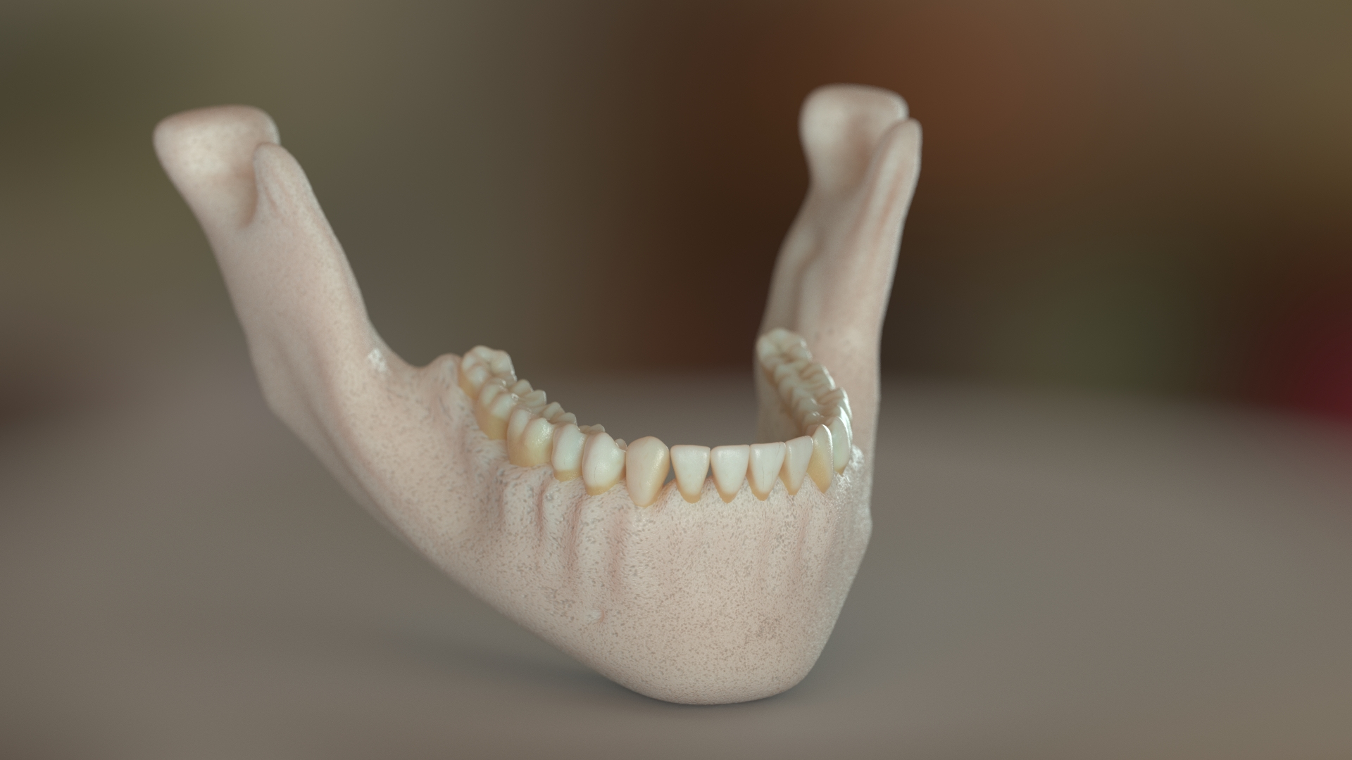 Human Mandible 3D Model - TurboSquid 2075214