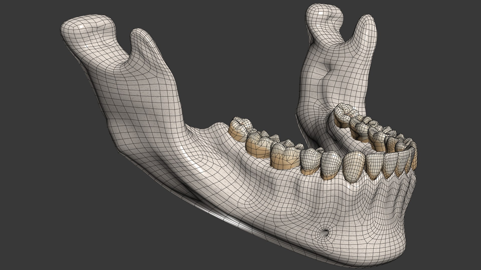Human Mandible 3D Model - TurboSquid 2075214