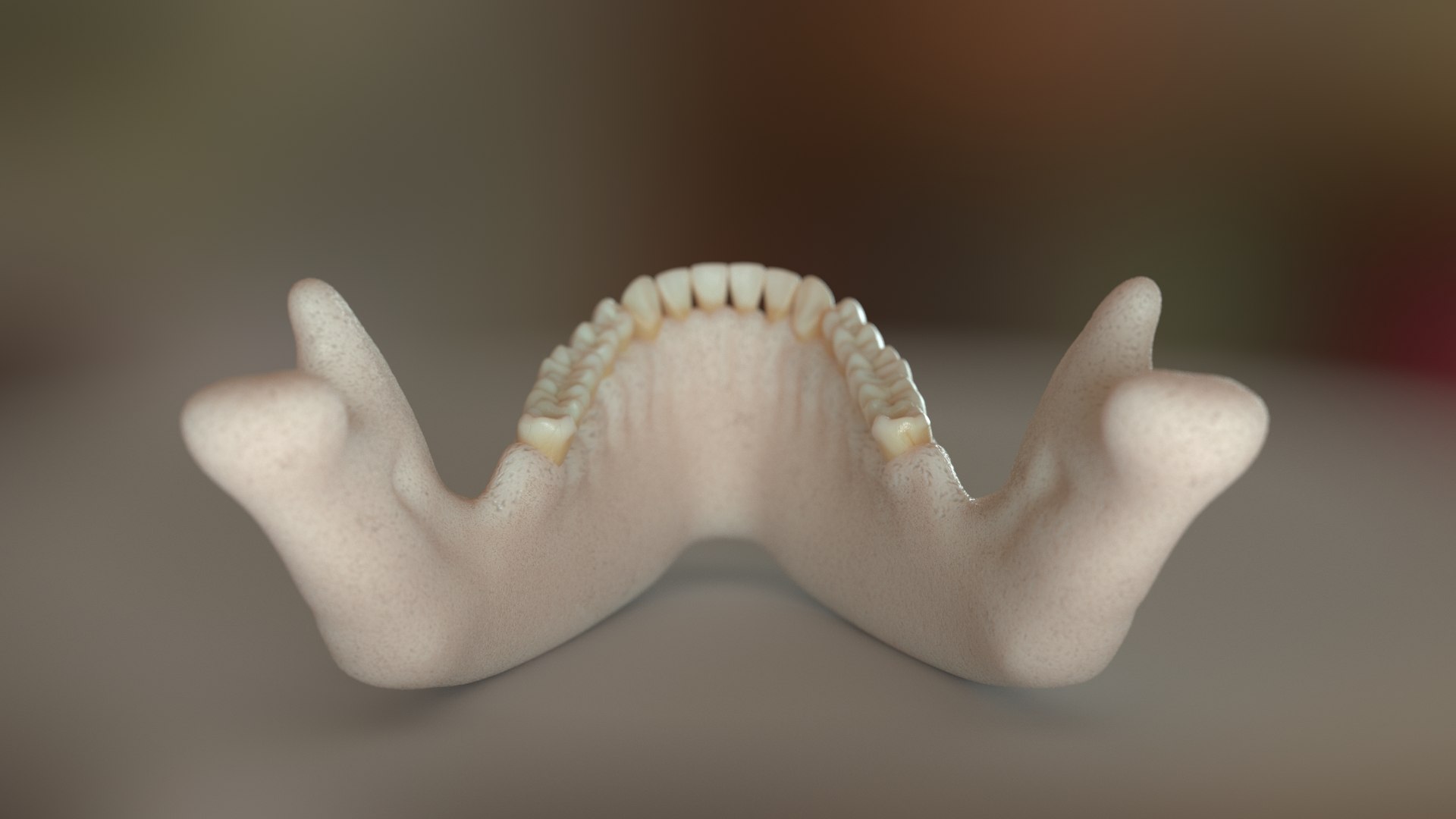 Human Mandible 3D Model - TurboSquid 2075214