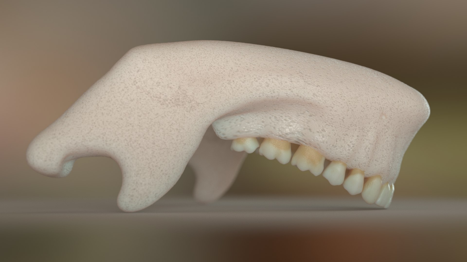 Human Mandible 3D Model - TurboSquid 2075214