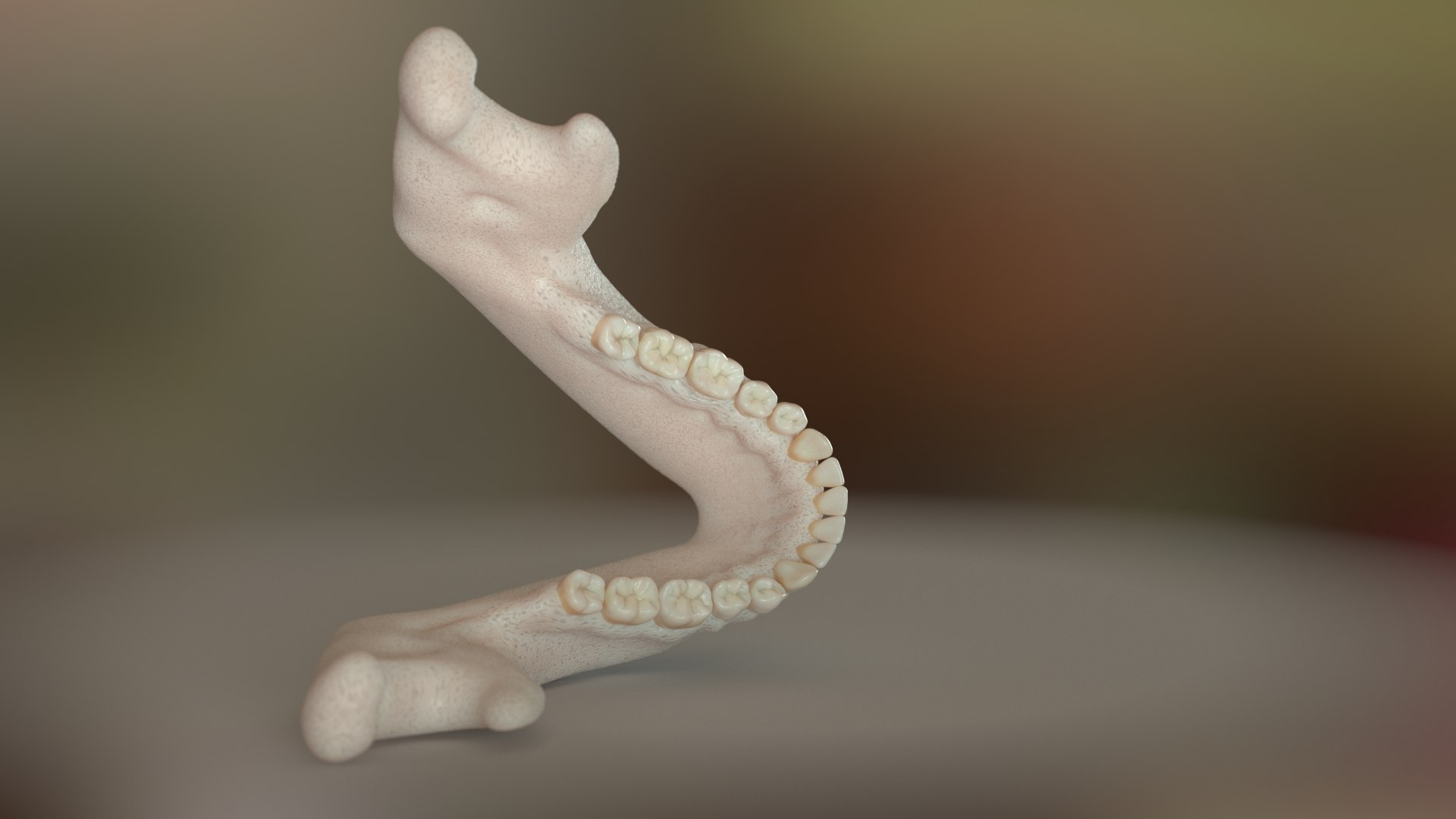 Human Mandible 3D Model - TurboSquid 2075214