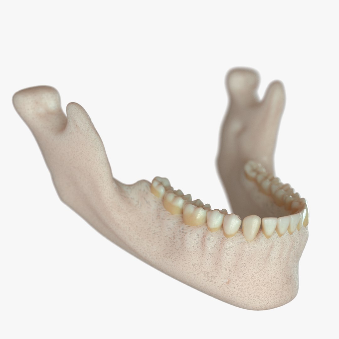 Human Mandible 3D model - TurboSquid 2075214