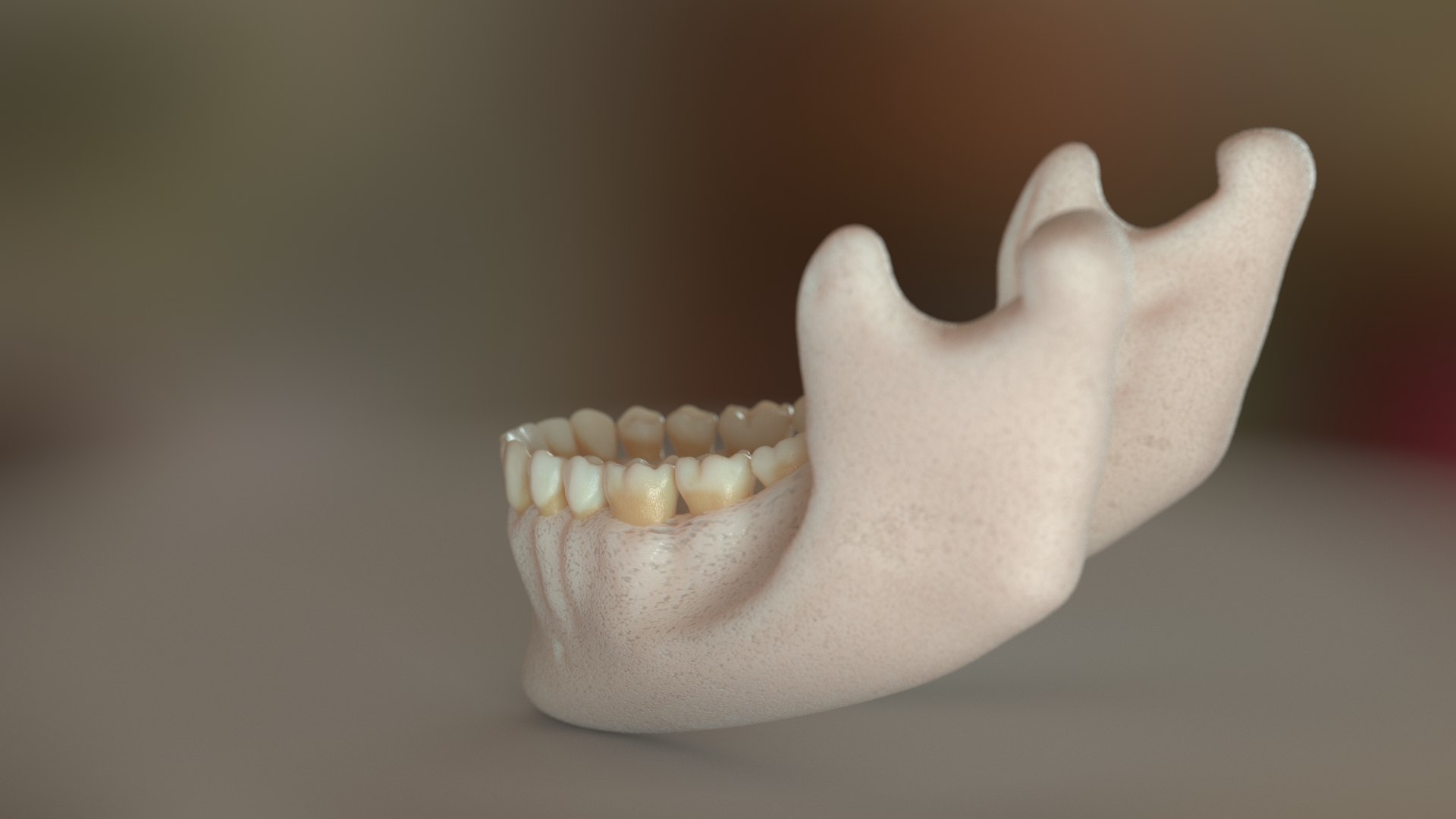 Human Mandible 3D Model - TurboSquid 2075214
