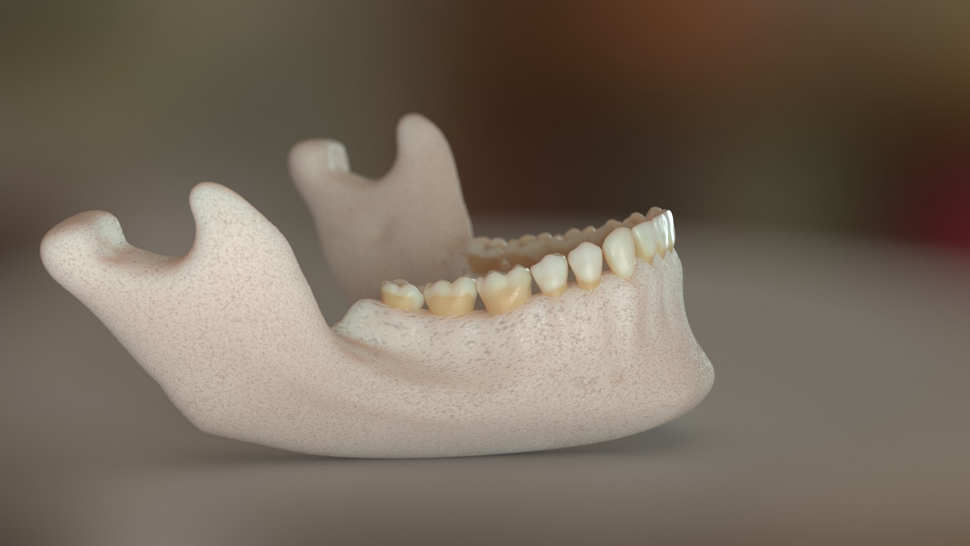 Human Mandible 3D Model - TurboSquid 2075214