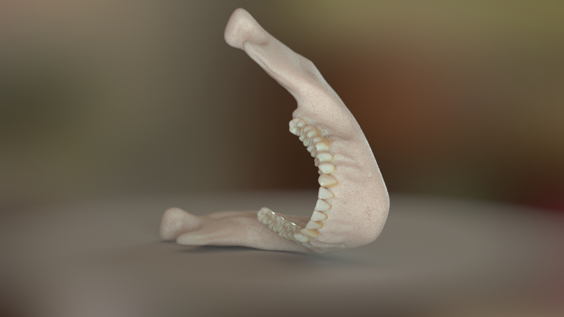 Human Mandible 3D Model - TurboSquid 2075214