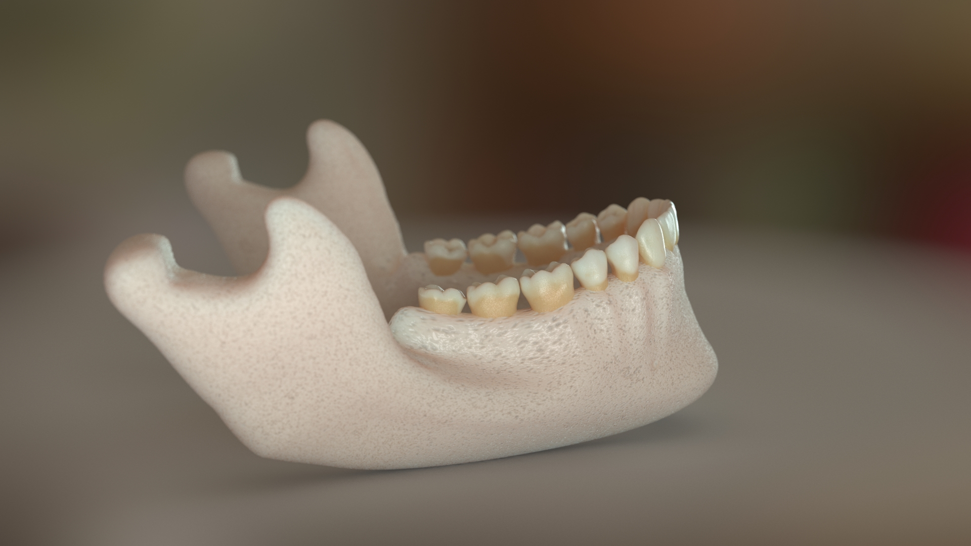 Human Mandible 3D Model - TurboSquid 2075214