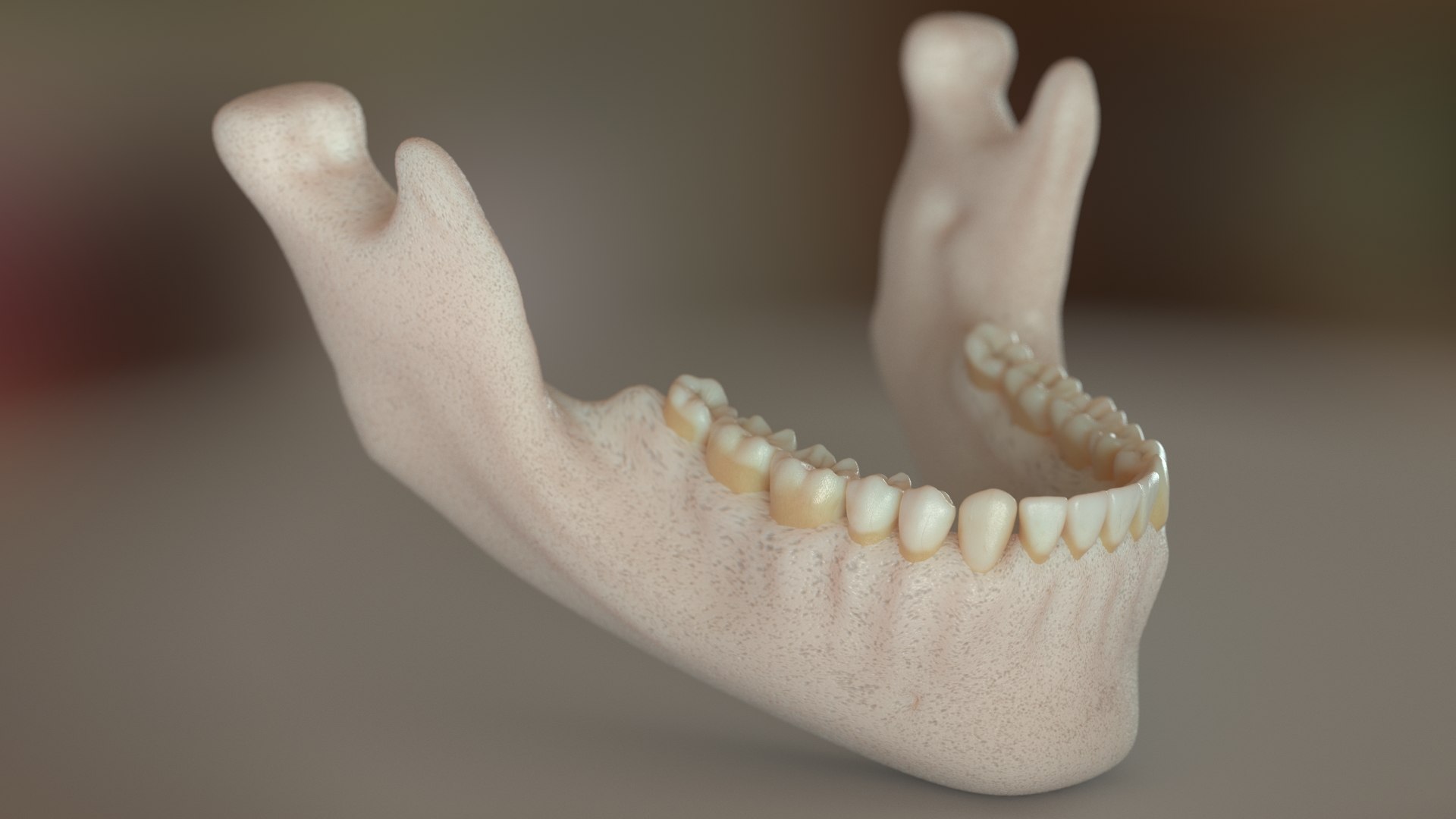 Human Mandible 3D Model - TurboSquid 2075214