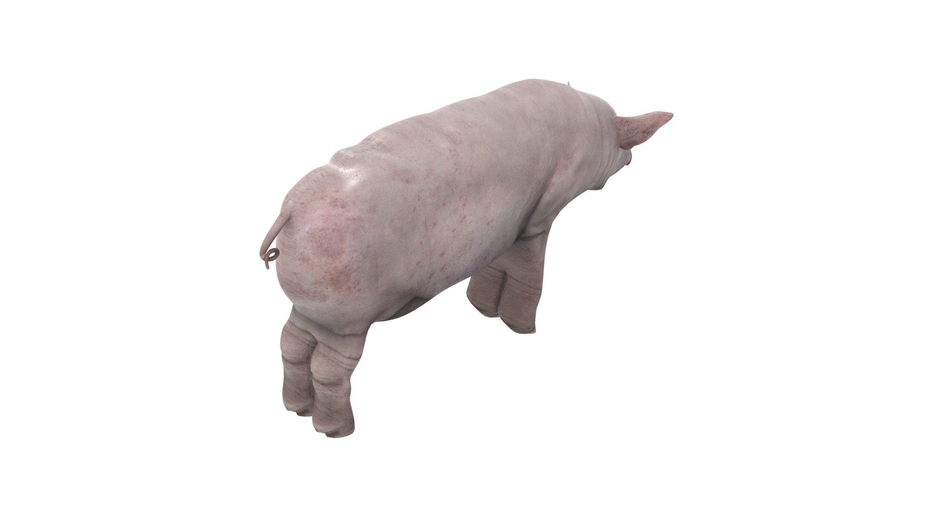 3D Pig - TurboSquid 1840783
