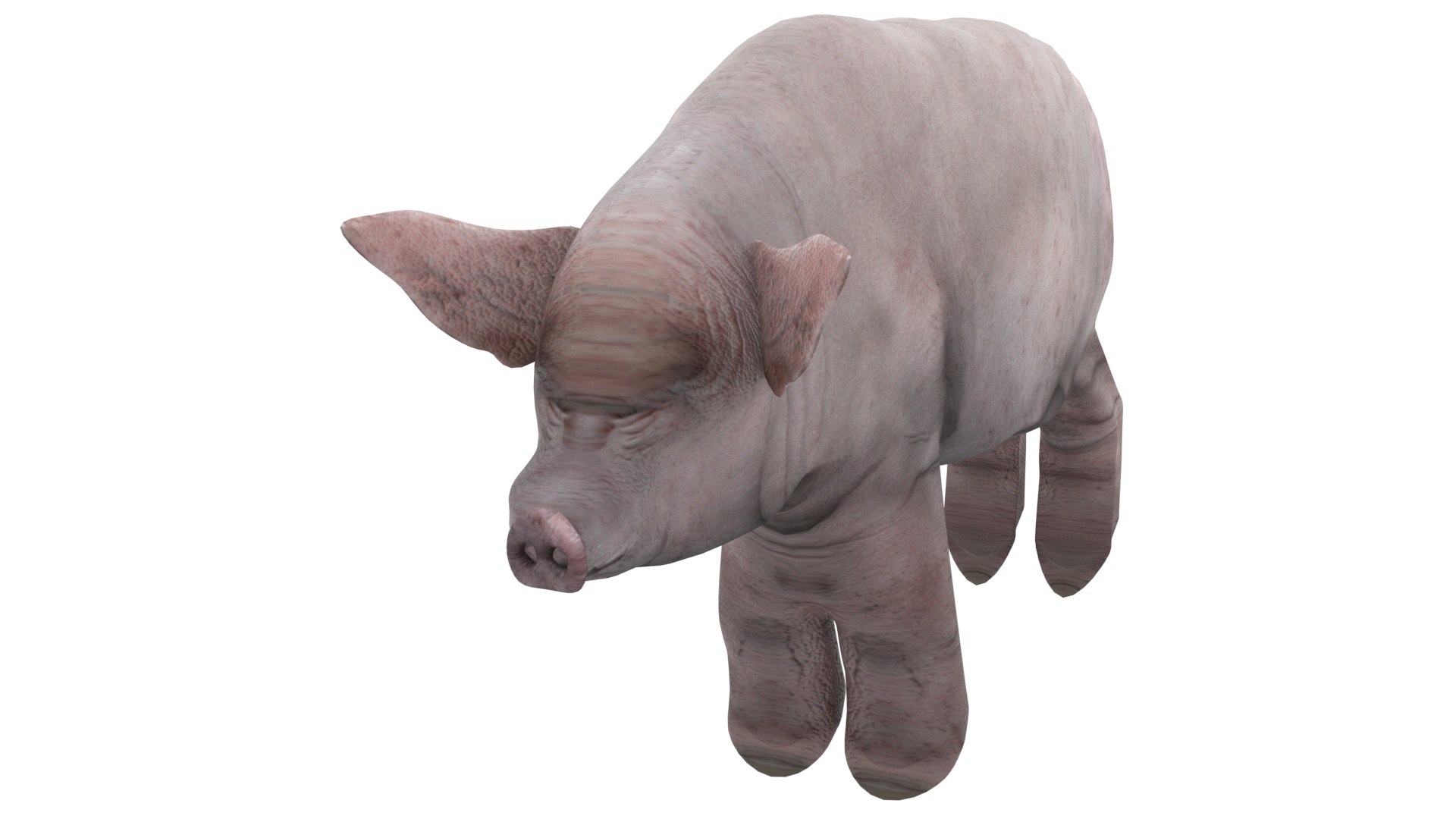 3D Pig - TurboSquid 1840783