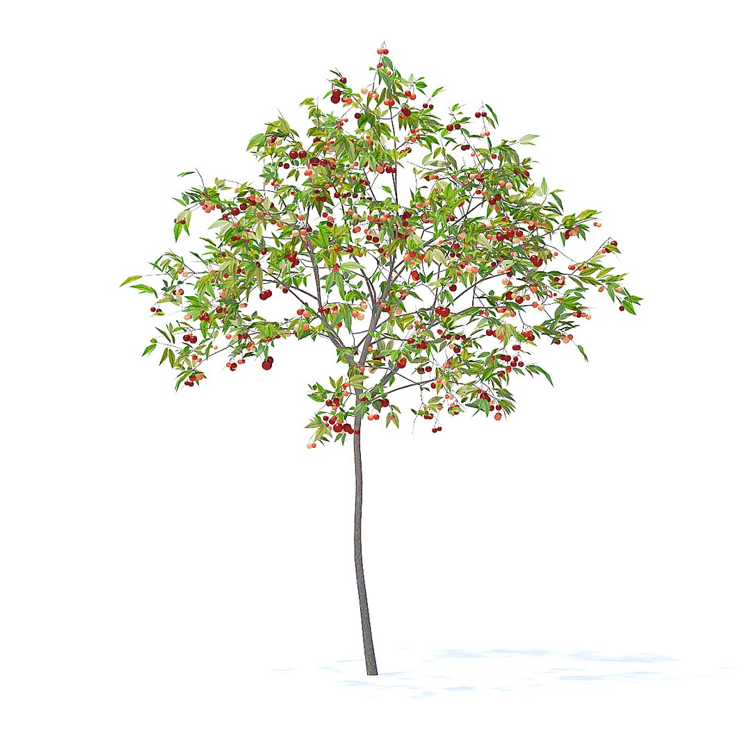 Cherry Tree 2 5m 3D - TurboSquid 1253153