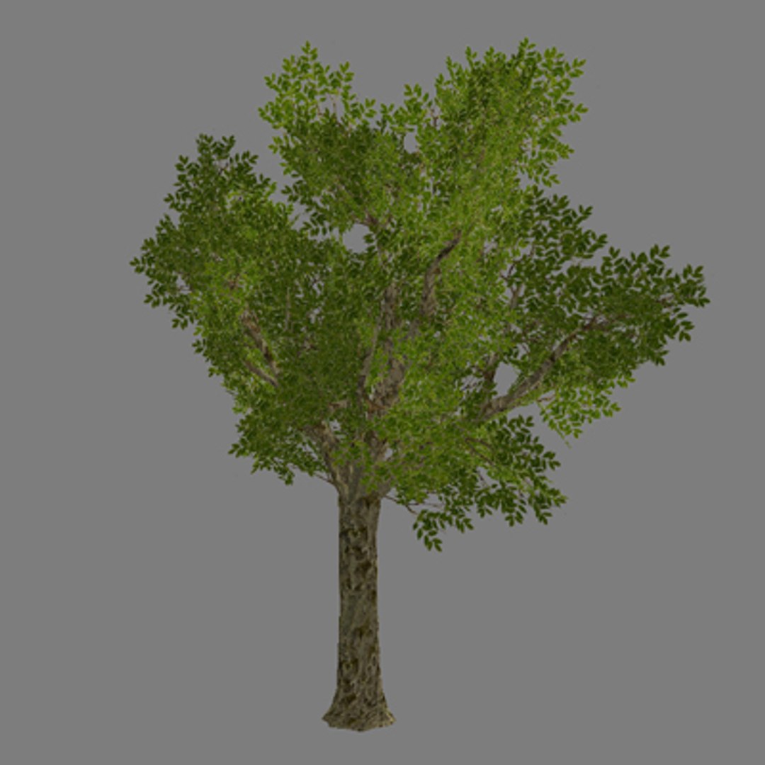Tree - 2 3d Model