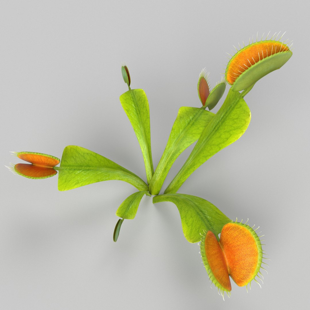 Venus Fly Trap 3D Model - TurboSquid 1566469