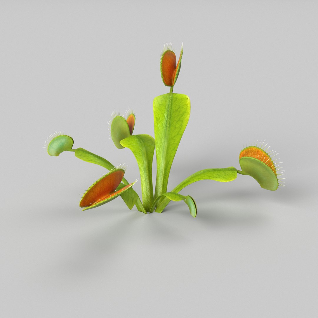 Venus Fly Trap 3D Model - TurboSquid 1566469