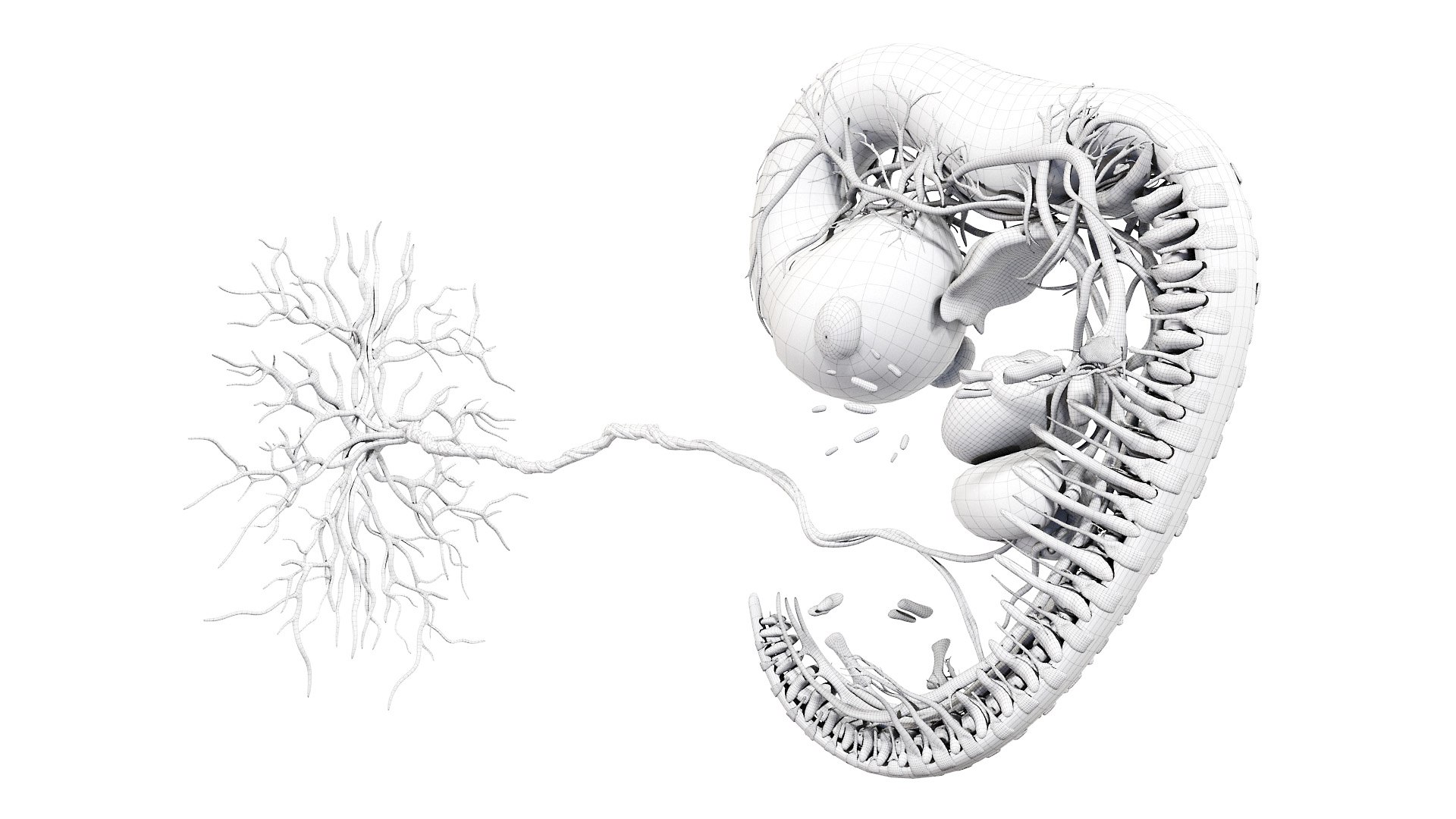 3D Fetus Anatomy Week 7 - TurboSquid 1822782