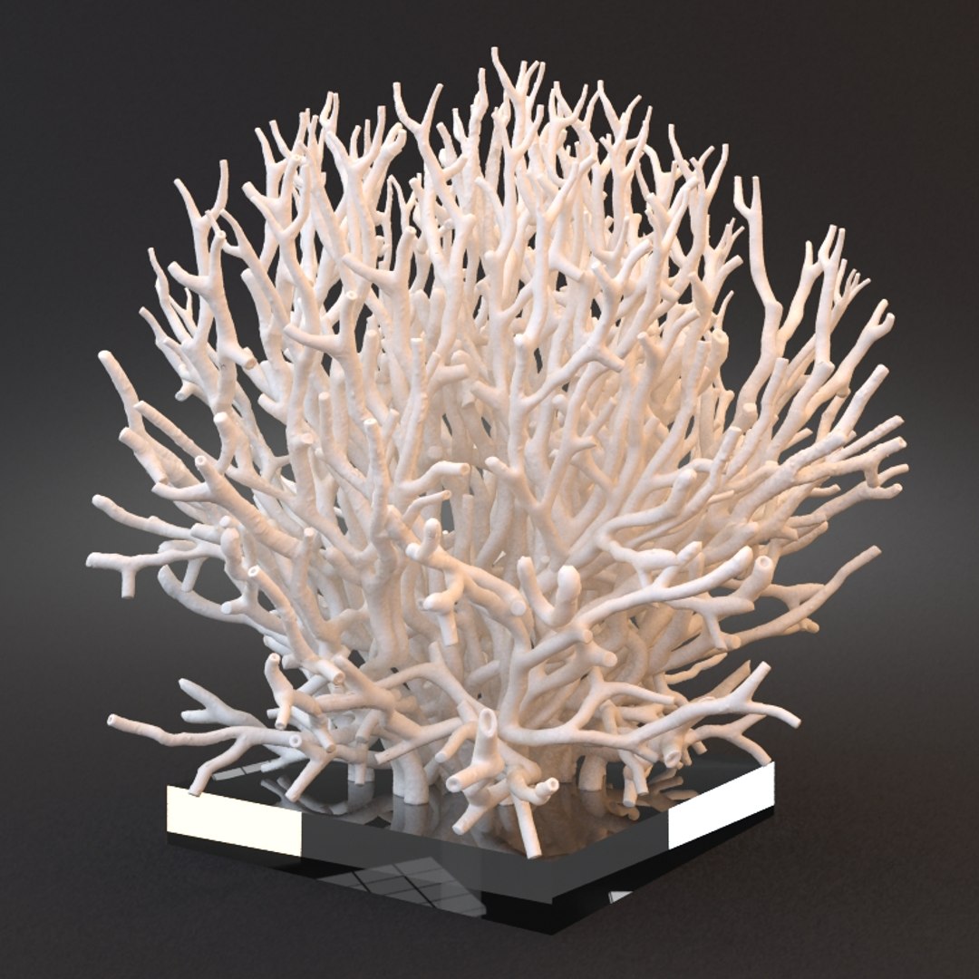 3d White Coral Model