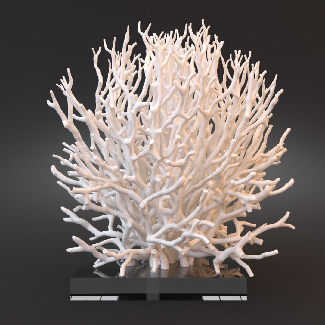 3d White Coral Model
