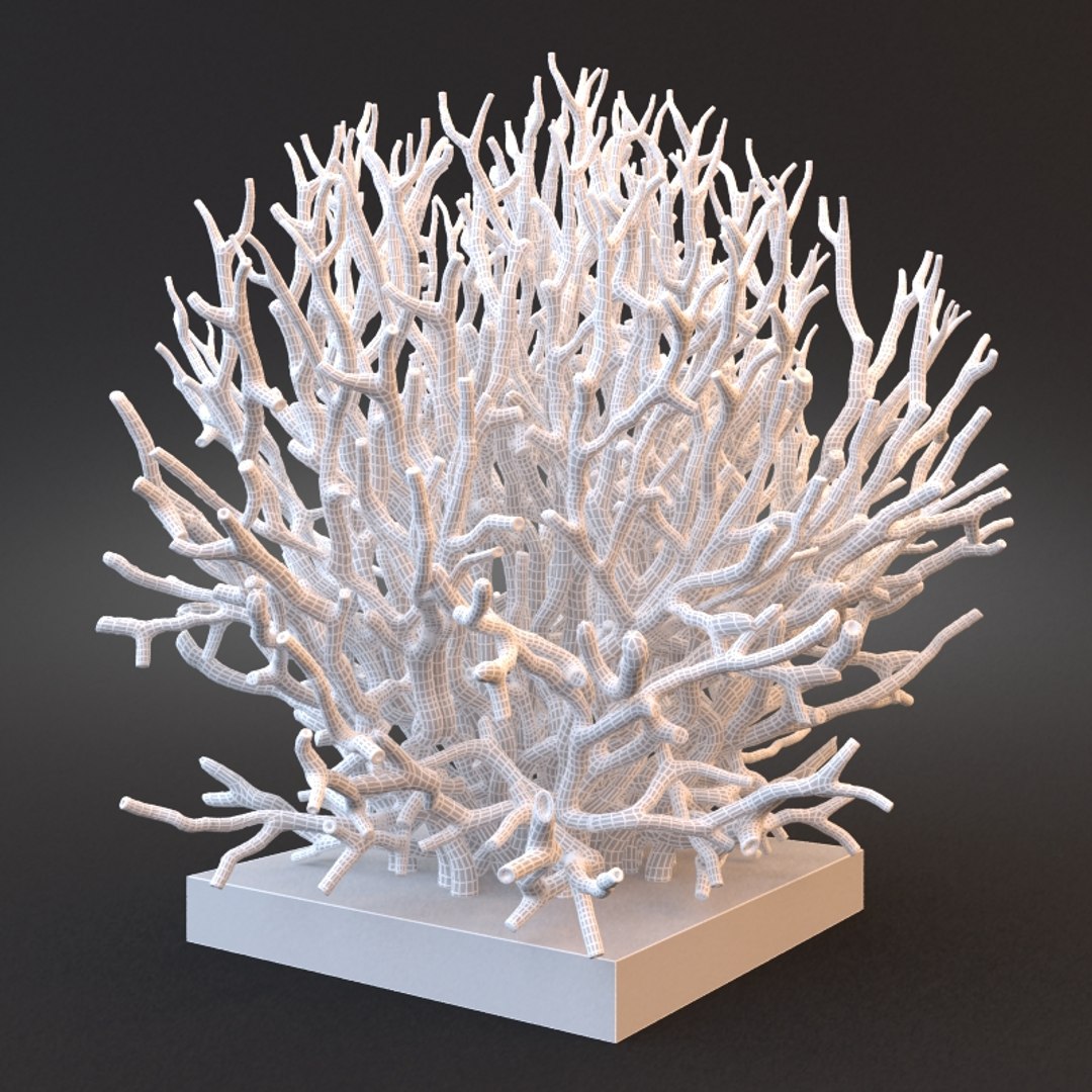 3d White Coral Model