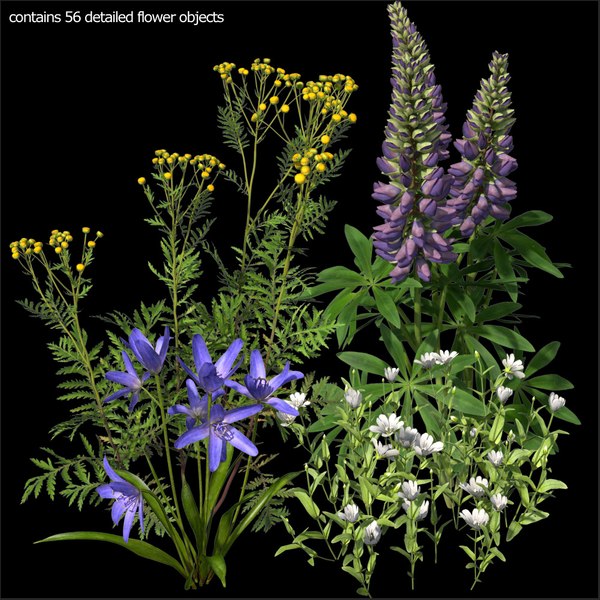 free flower 3d model