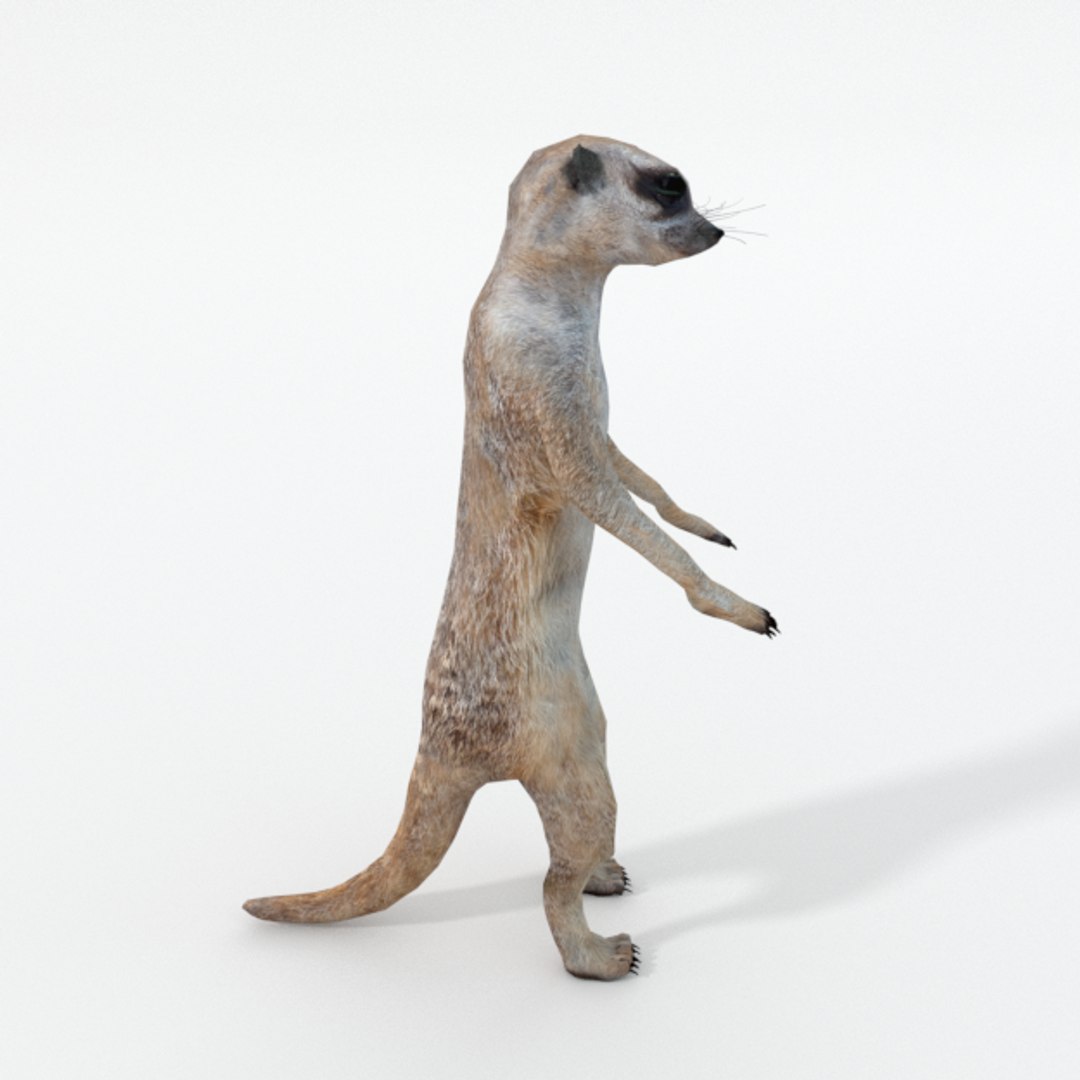 Meerkat 3D Model - TurboSquid 1346783