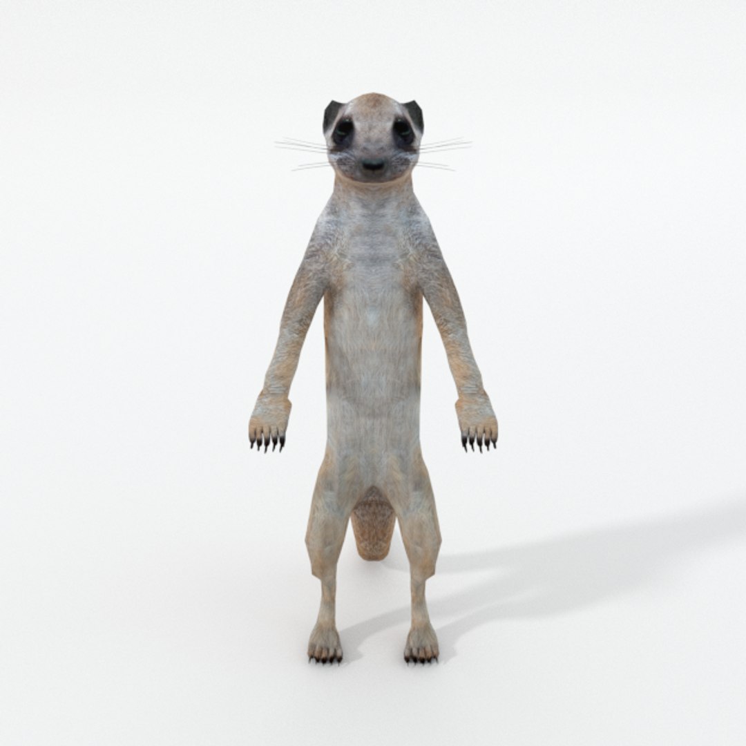 Meerkat 3D Model - TurboSquid 1346783