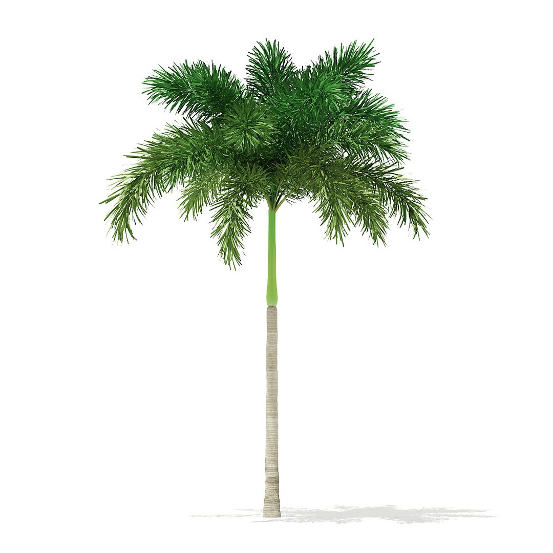 Foxtail Palm Tree 6 3D Model - TurboSquid 1354676