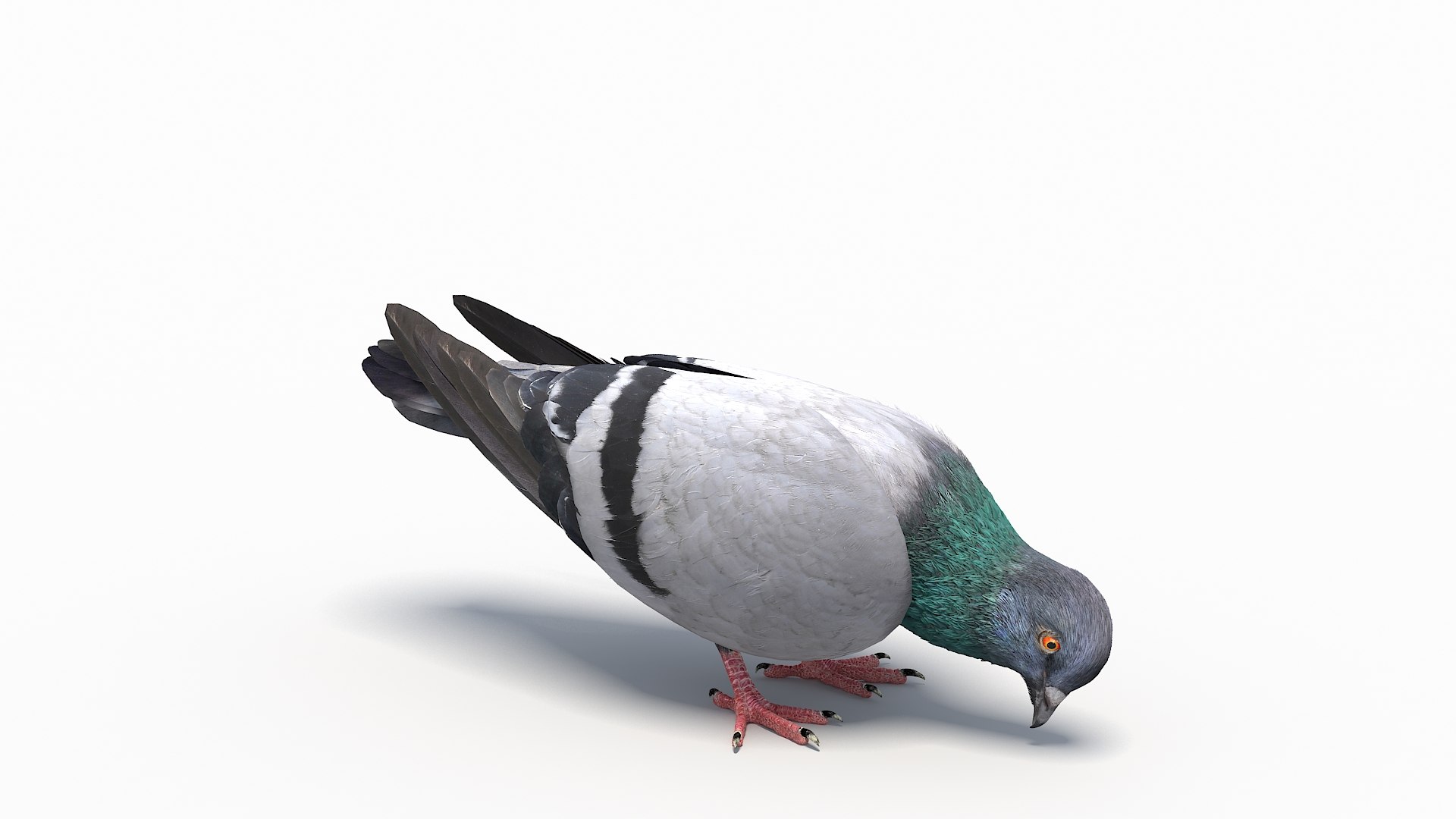 City Pigeon Rigging Animation Model - TurboSquid 1270363