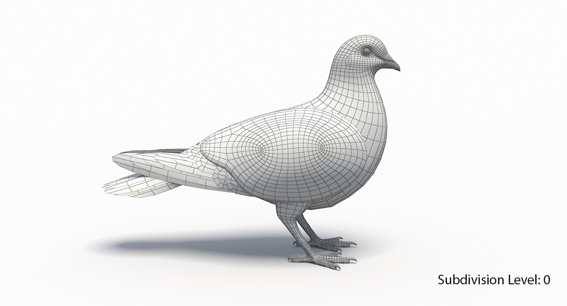 City pigeon rigging animation model - TurboSquid 1270363