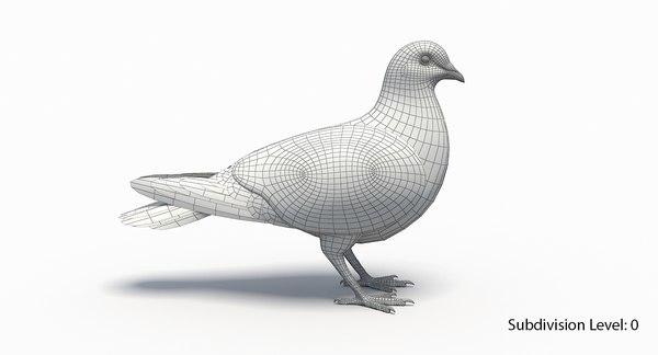 City pigeon rigging animation model - TurboSquid 1270363