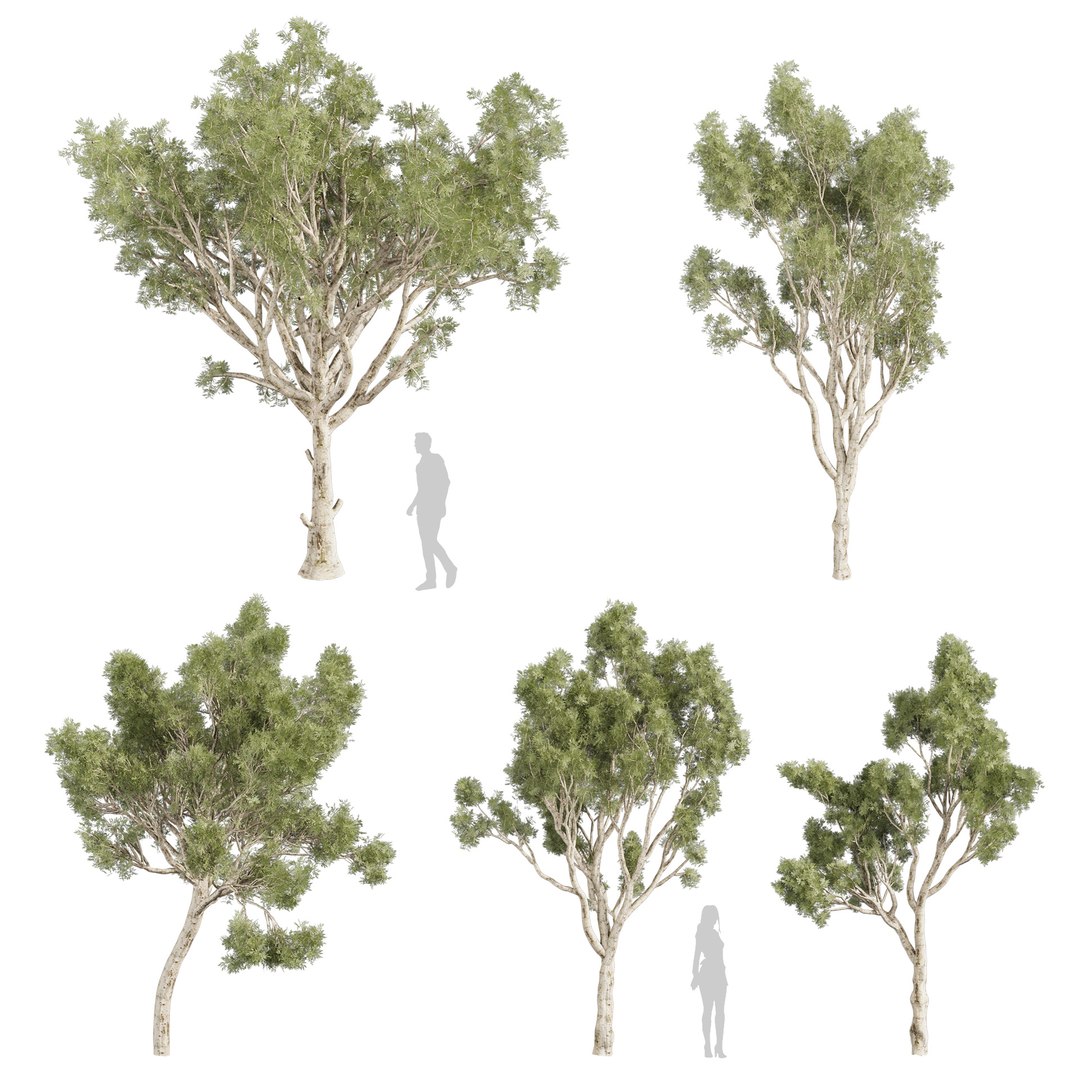 Collection Plant Vol 574 - Eucalyptus - Scoparia - Tree - 3Ds Max ...