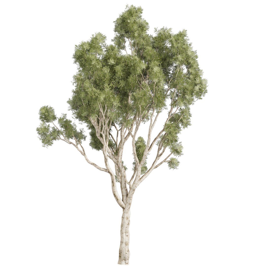 Collection Plant Vol 574 - Eucalyptus - Scoparia - Tree - 3Ds Max ...