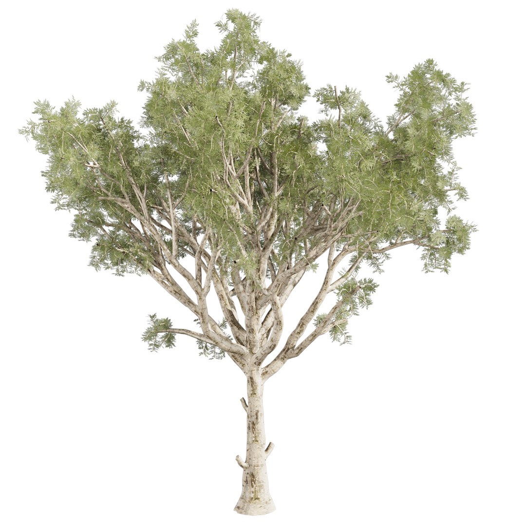 Collection Plant Vol 574 - Eucalyptus - Scoparia - Tree - 3Ds Max ...