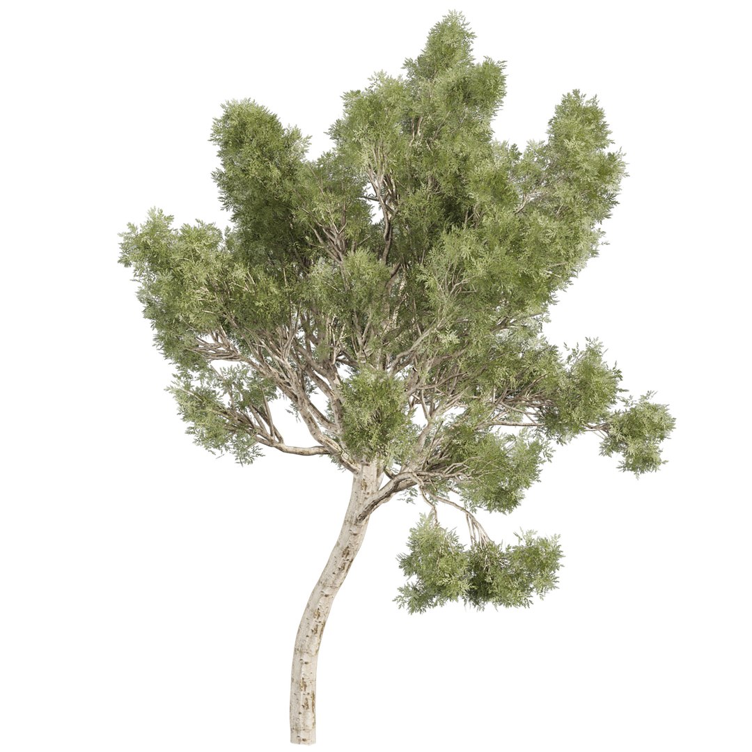 Collection Plant Vol 574 - Eucalyptus - Scoparia - Tree - 3Ds Max ...