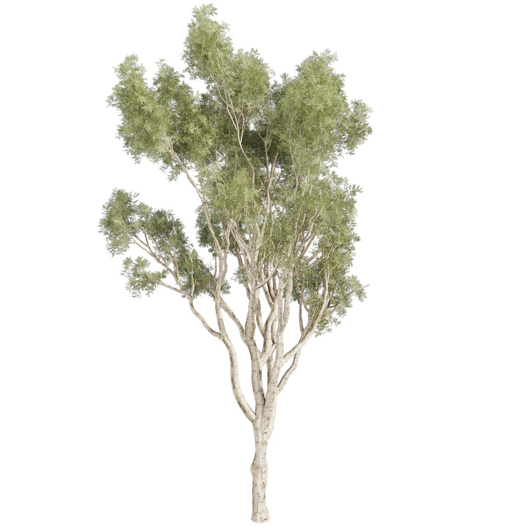 Collection Plant Vol 574 - Eucalyptus - Scoparia - Tree - 3Ds Max ...