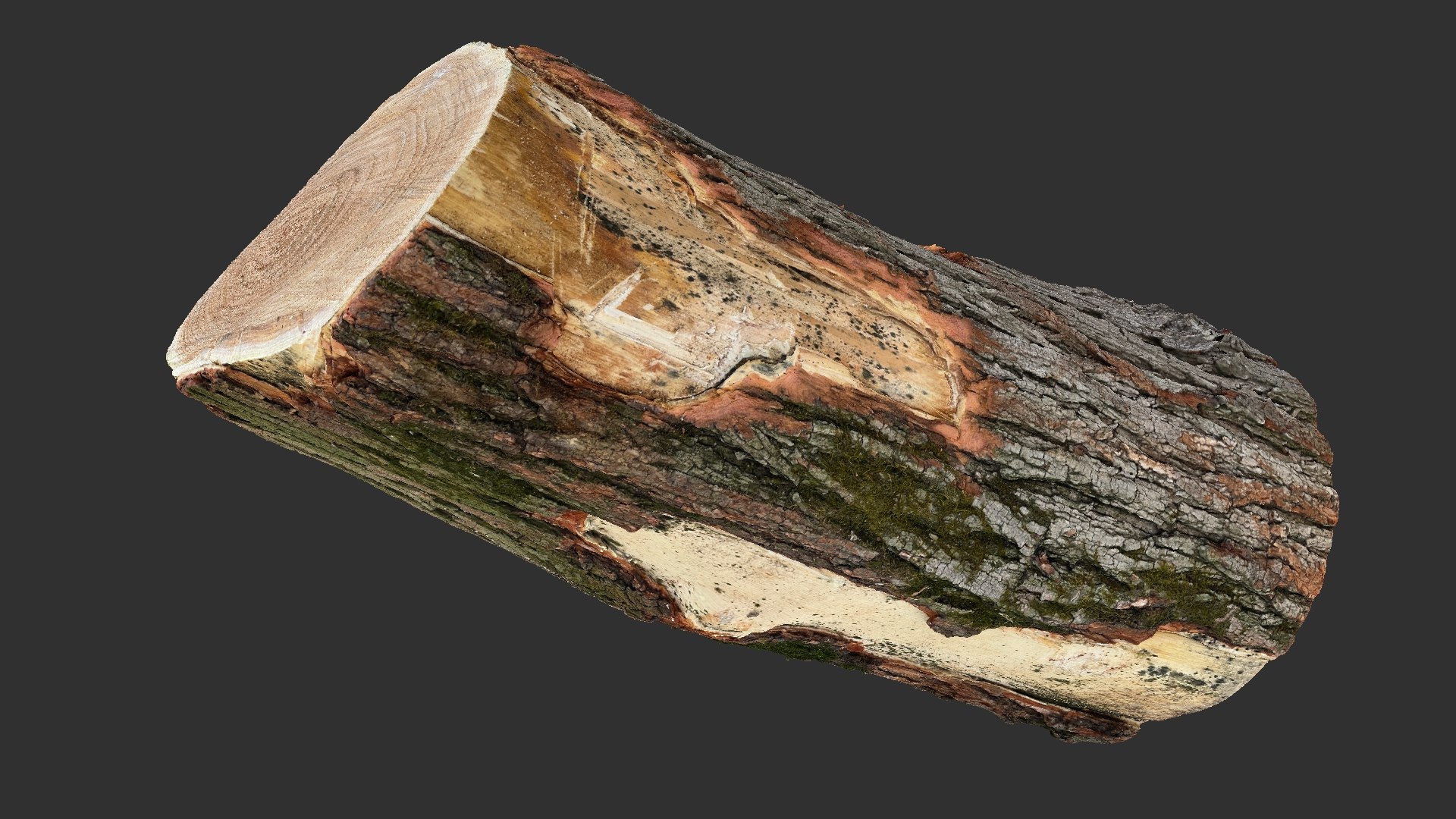 3D Scan Tree Trunk In Highpoly 3D Model - TurboSquid 2201482