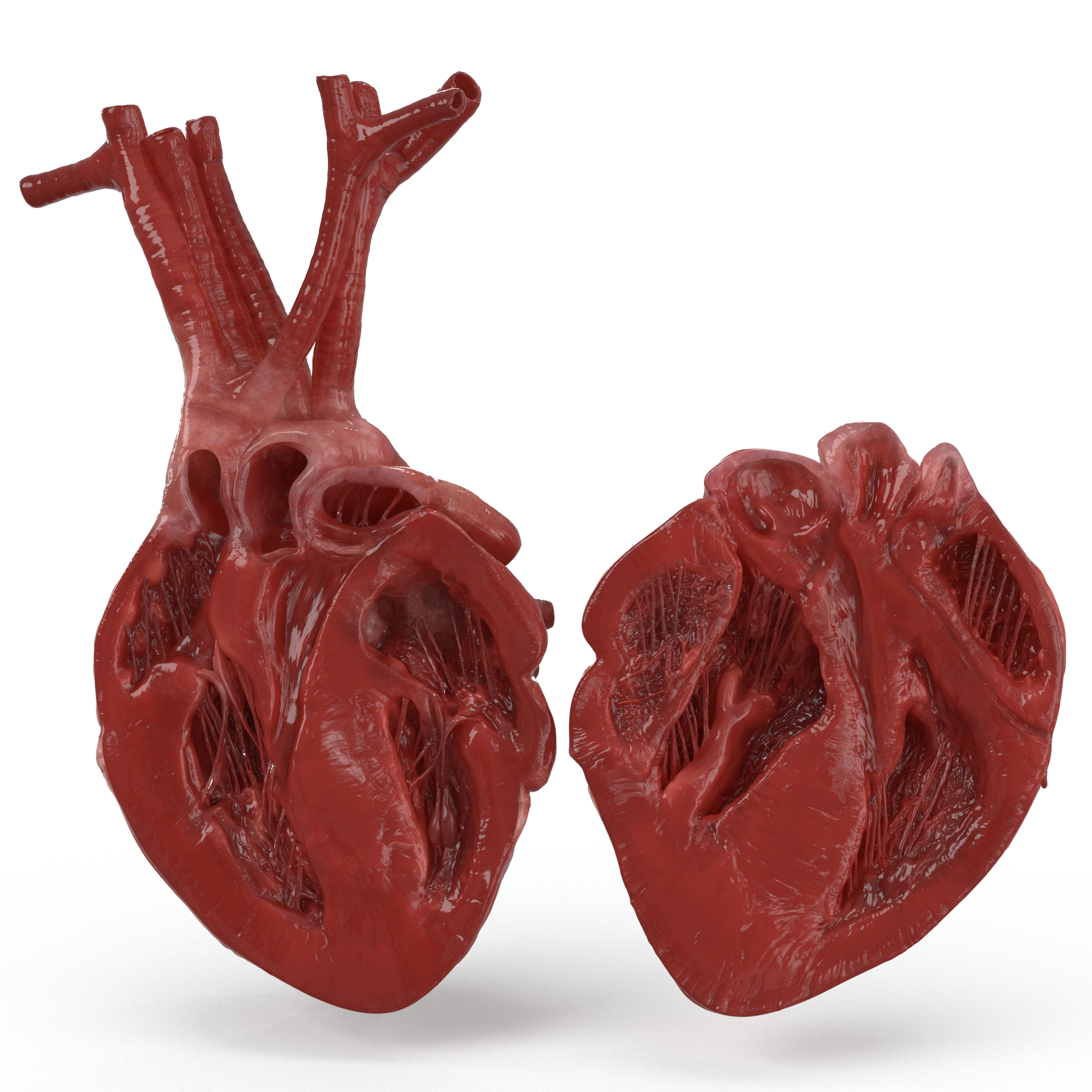 modelo 3d Human Heart and 2 Heart Sections 3D model - TurboSquid 1672561