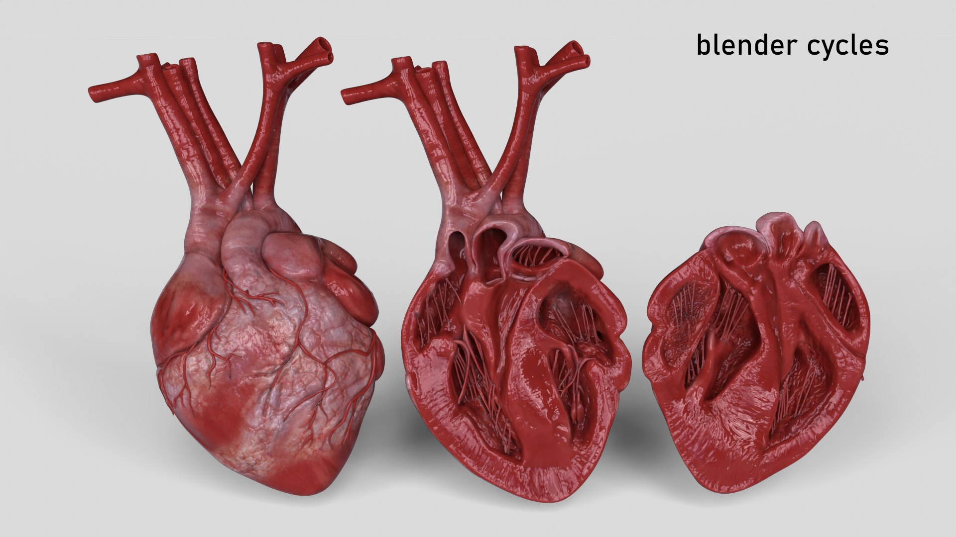 Heart Section 3D Model - TurboSquid 1672561