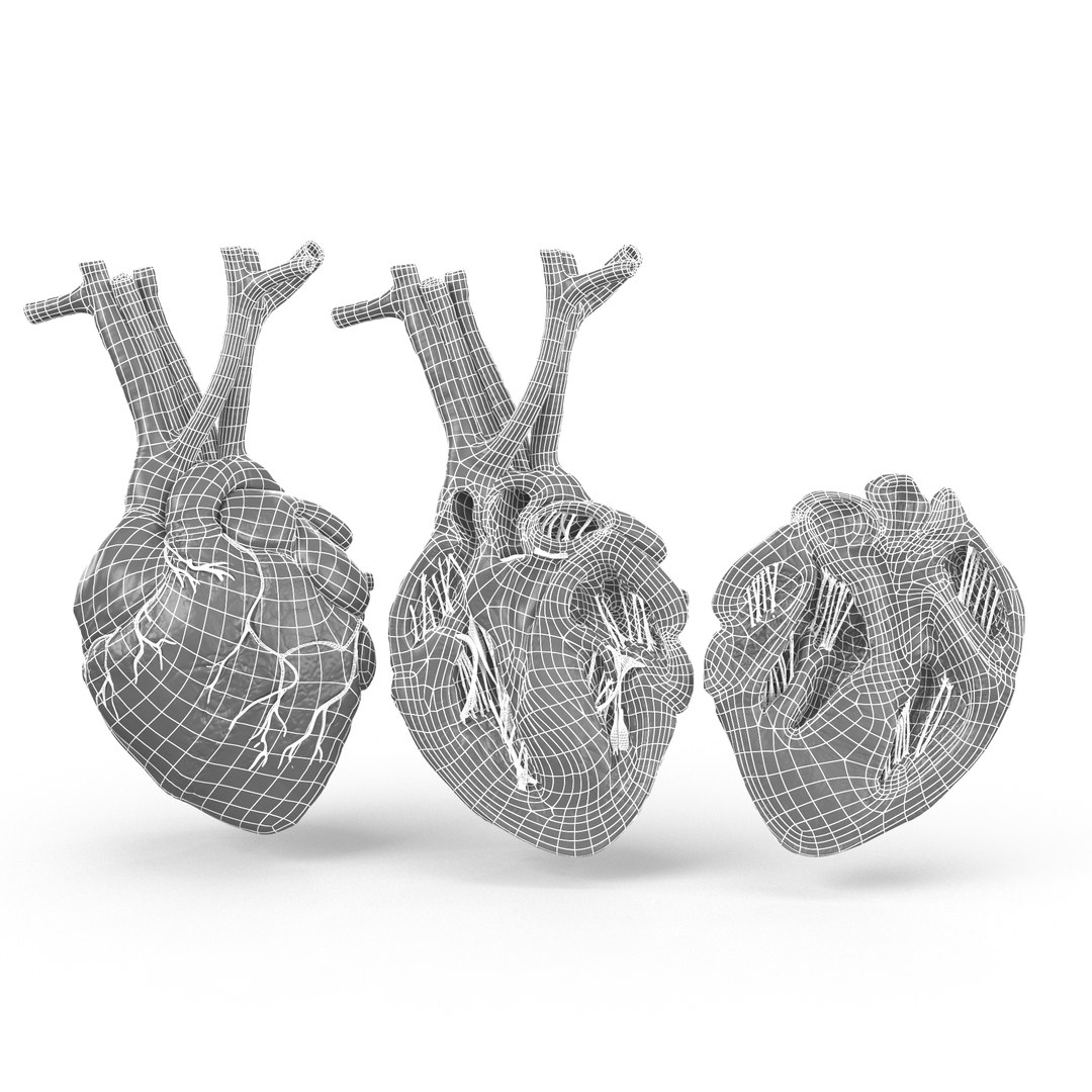 Heart Section 3D Model - TurboSquid 1672561
