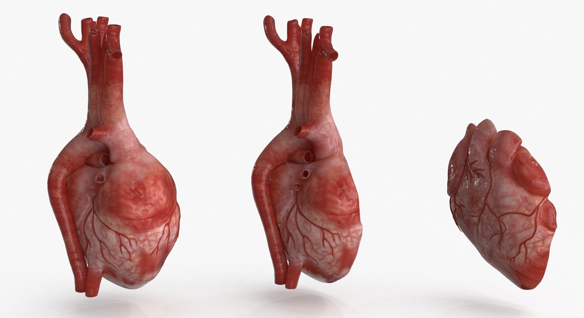 Heart Section 3D Model - TurboSquid 1672561