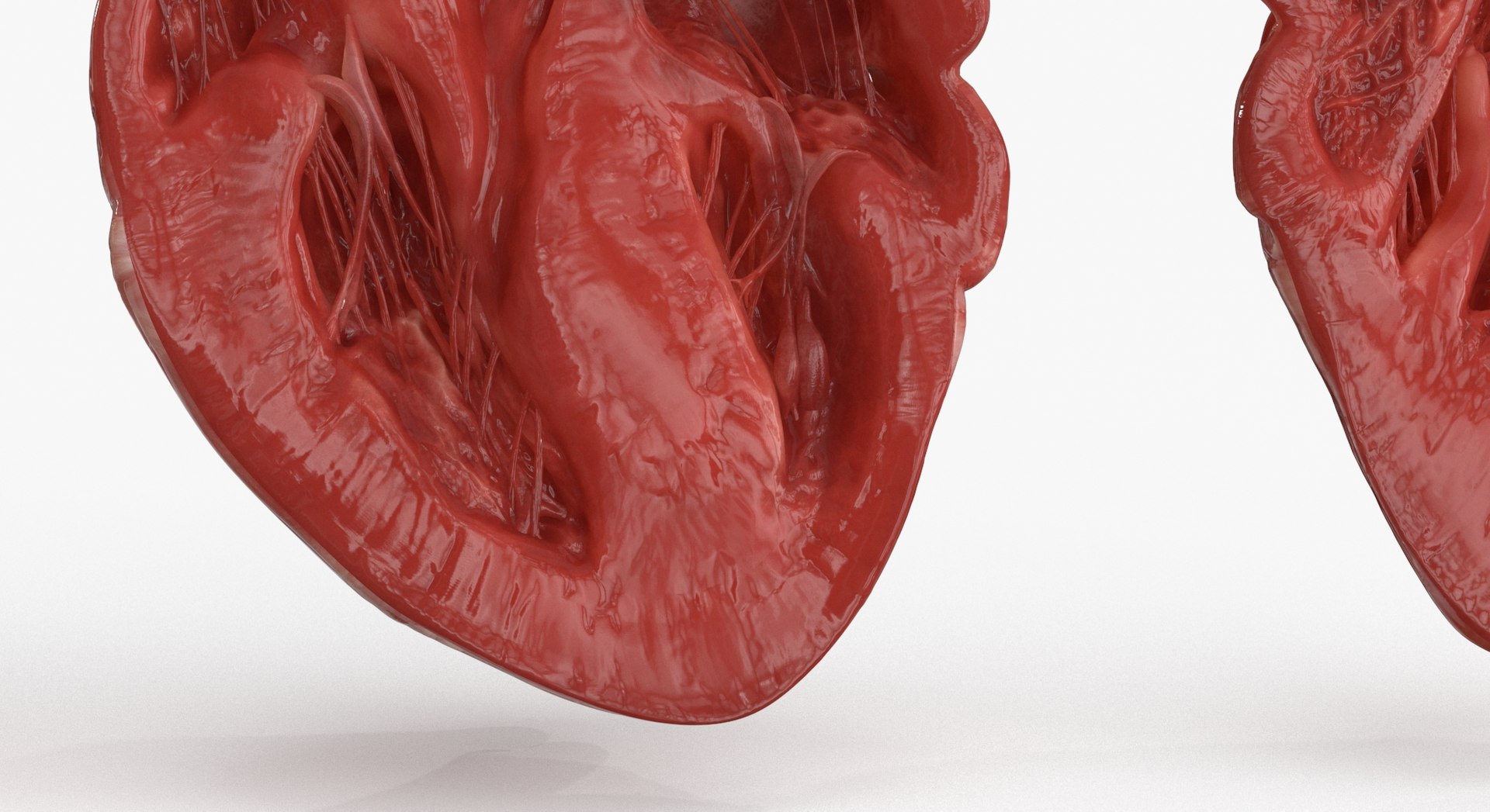 Heart Section 3D Model - TurboSquid 1672561